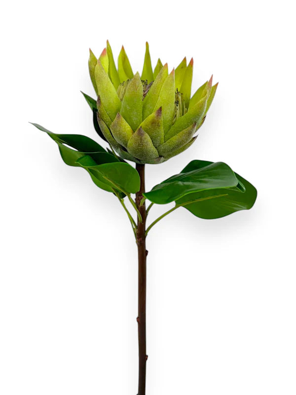 PROTEA KING 25" – Fine Line Furniture & Accessories